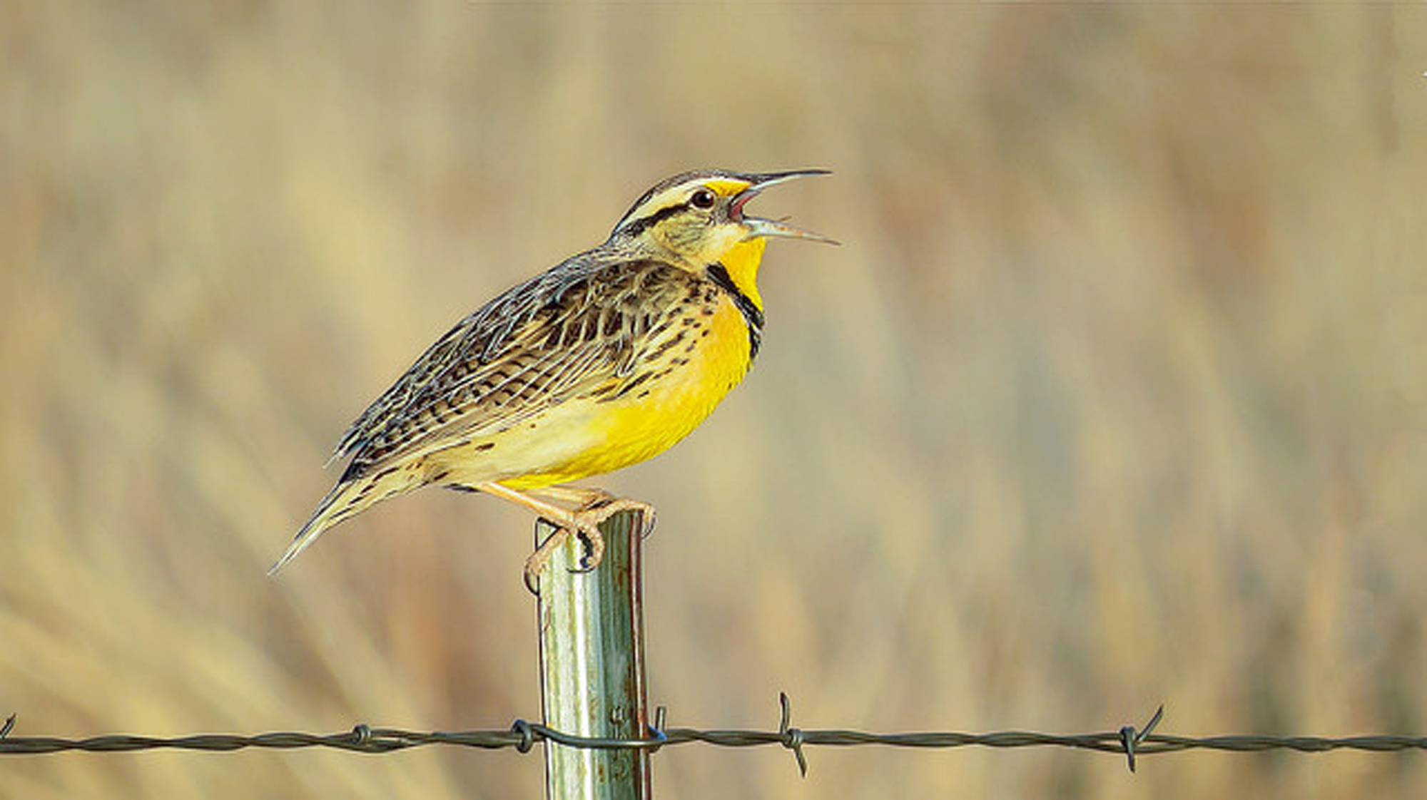 Audubon bird series goes virtual | News, Sports, Jobs - Times Observer